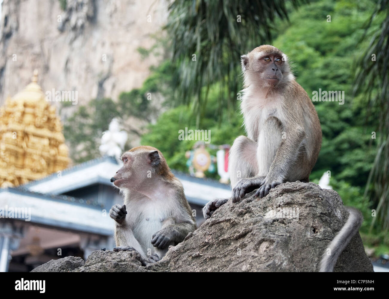 Monkeys in and around the Batu Caves, on the outskirts of Kuala Lumpur ...