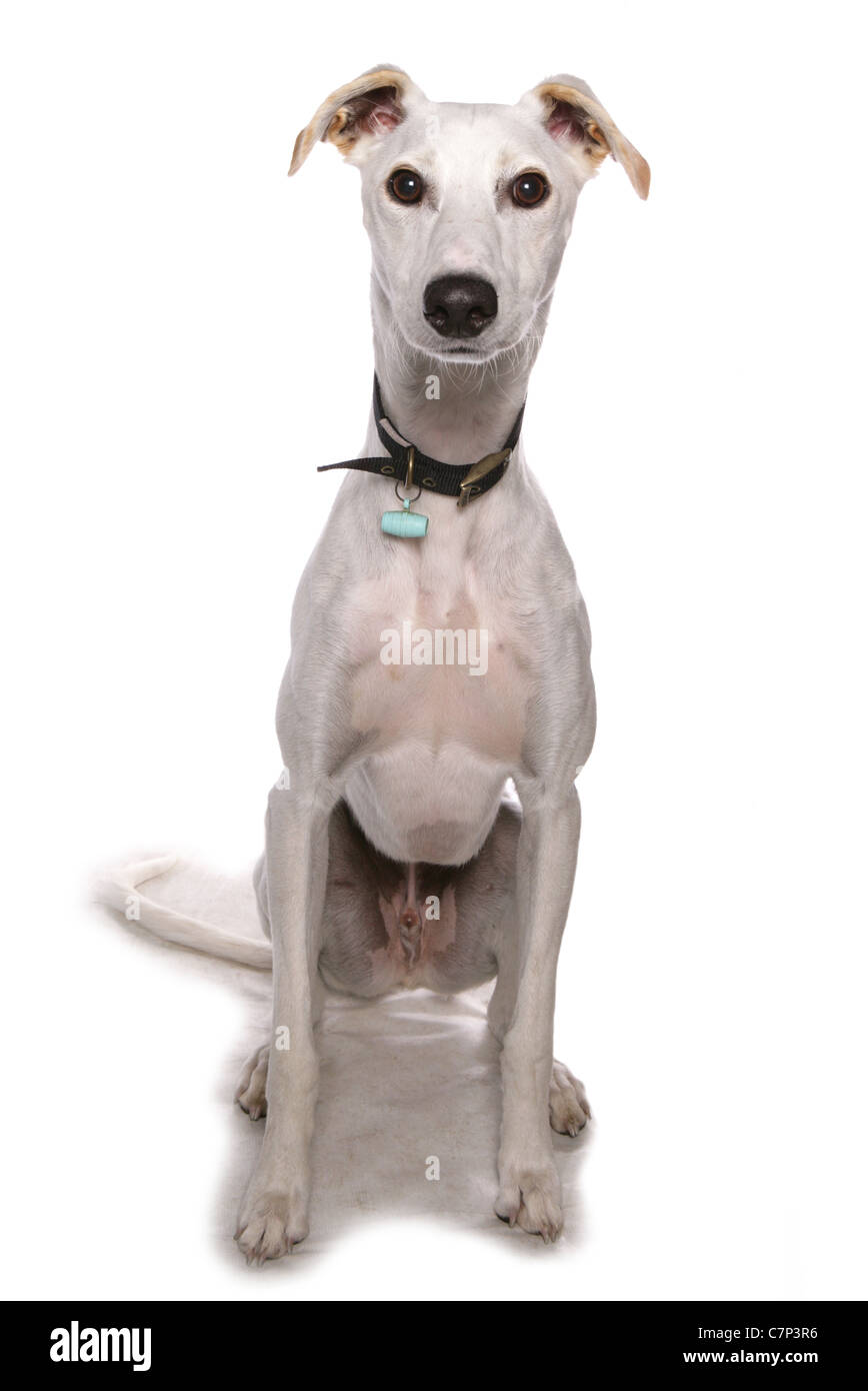 lurcher Single adult sitting in a studio UK Stock Photo - Alamy