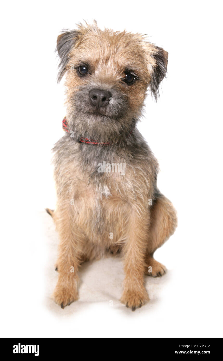 Border terrier Single adult sitting in a studio UK Stock Photo - Alamy