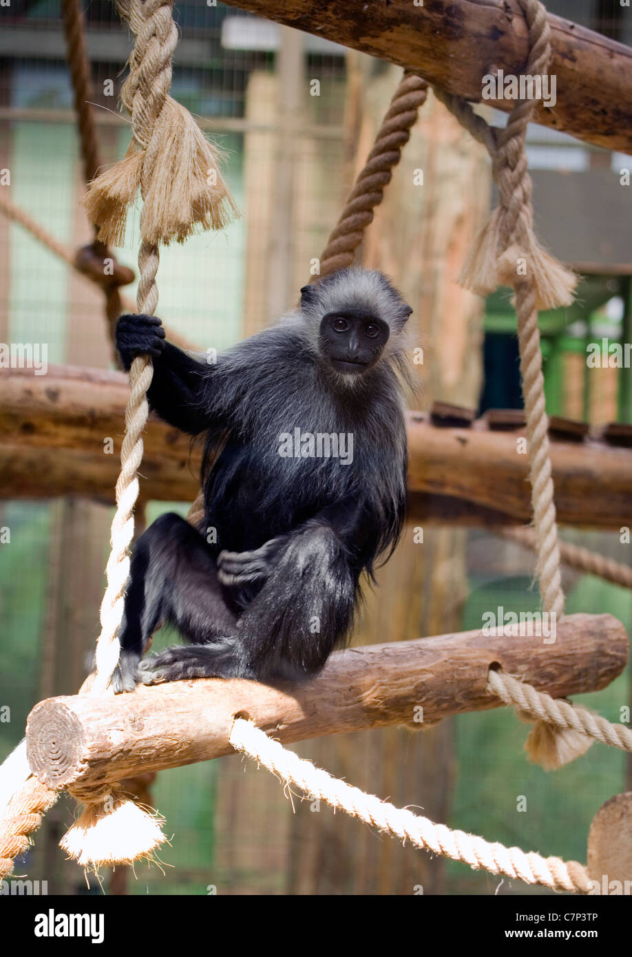 Western Black And White Colobus Monkey Colobus polykomos polykomos ...