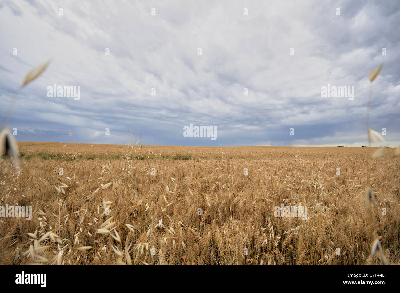 Saskatchewan wheat field hi-res stock photography and images - Alamy