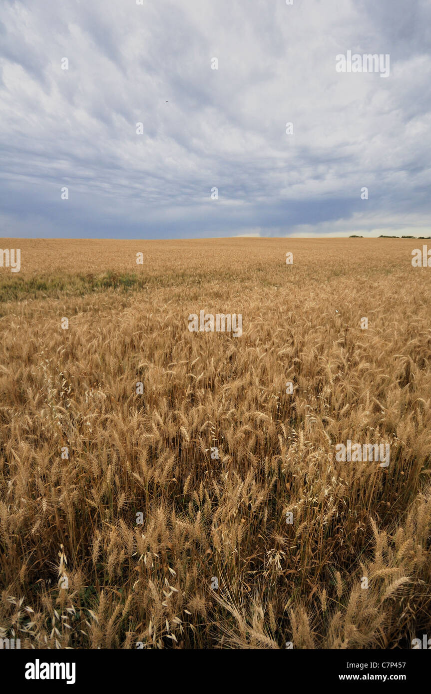 Saskatchewan wheat field hi-res stock photography and images - Alamy