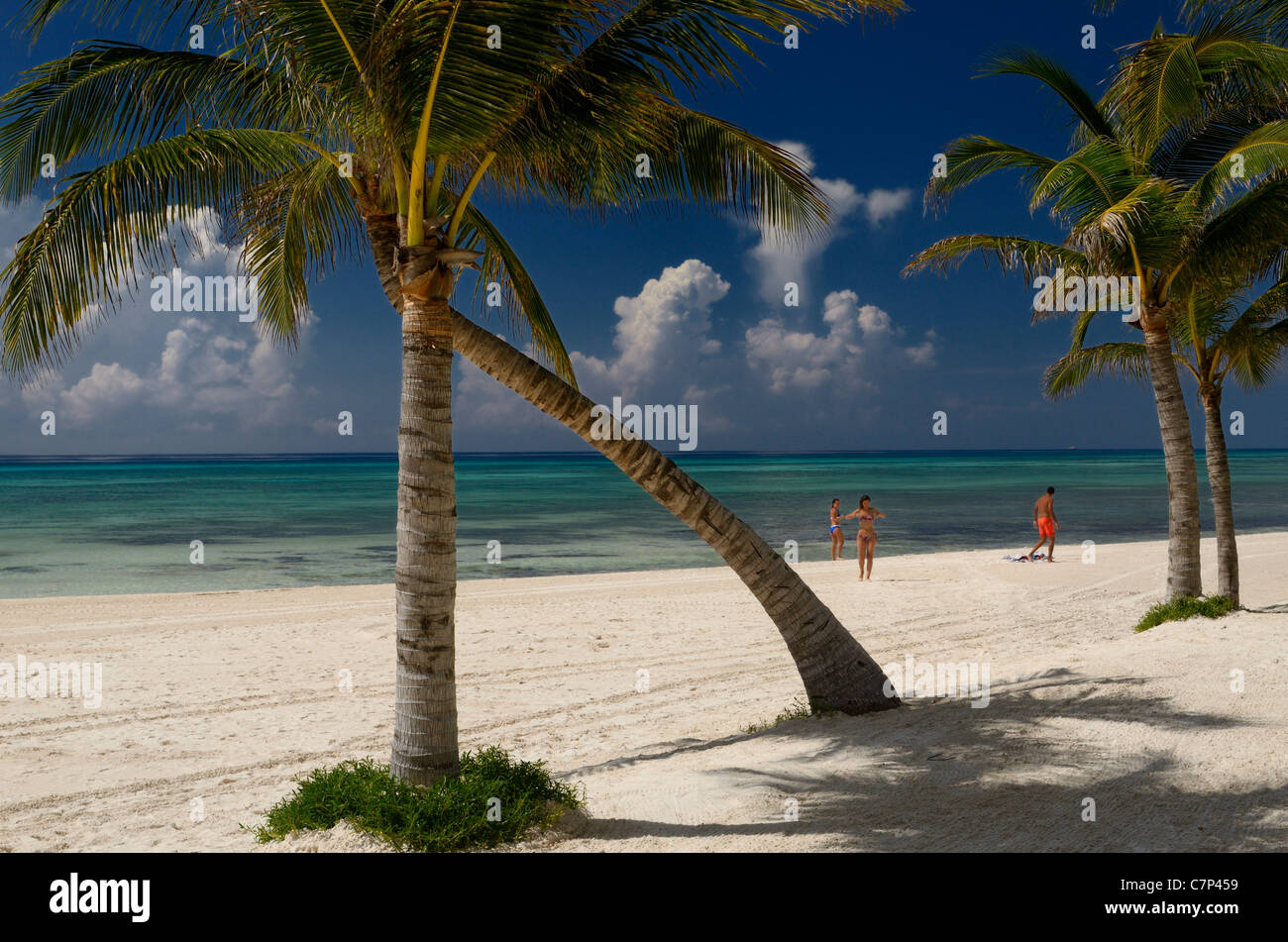 Vacationers in bathing suits on white sand beach with coconut palm ...