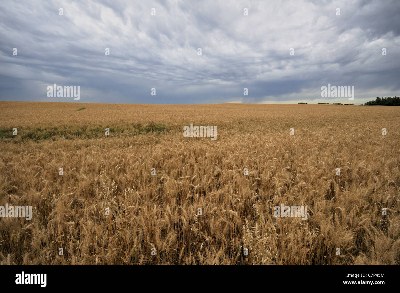 Saskatchewan wheat field hi-res stock photography and images - Alamy