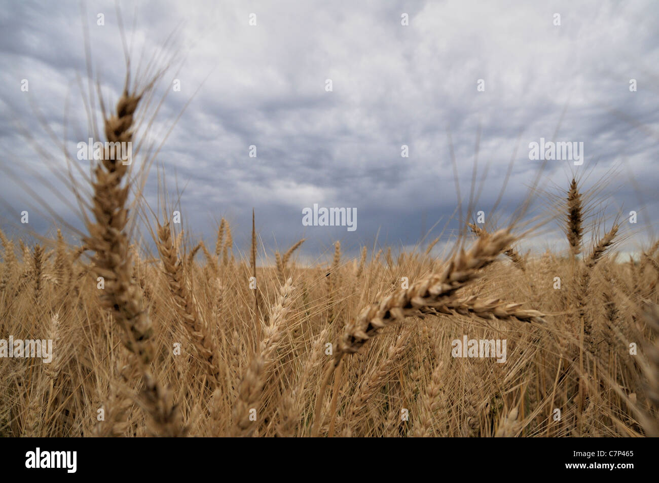 Saskatchewan wheat field hi-res stock photography and images - Alamy