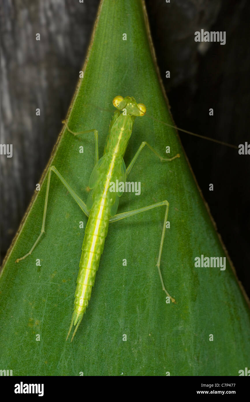 Hierodula Stock Photos & Hierodula Stock Images - Alamy