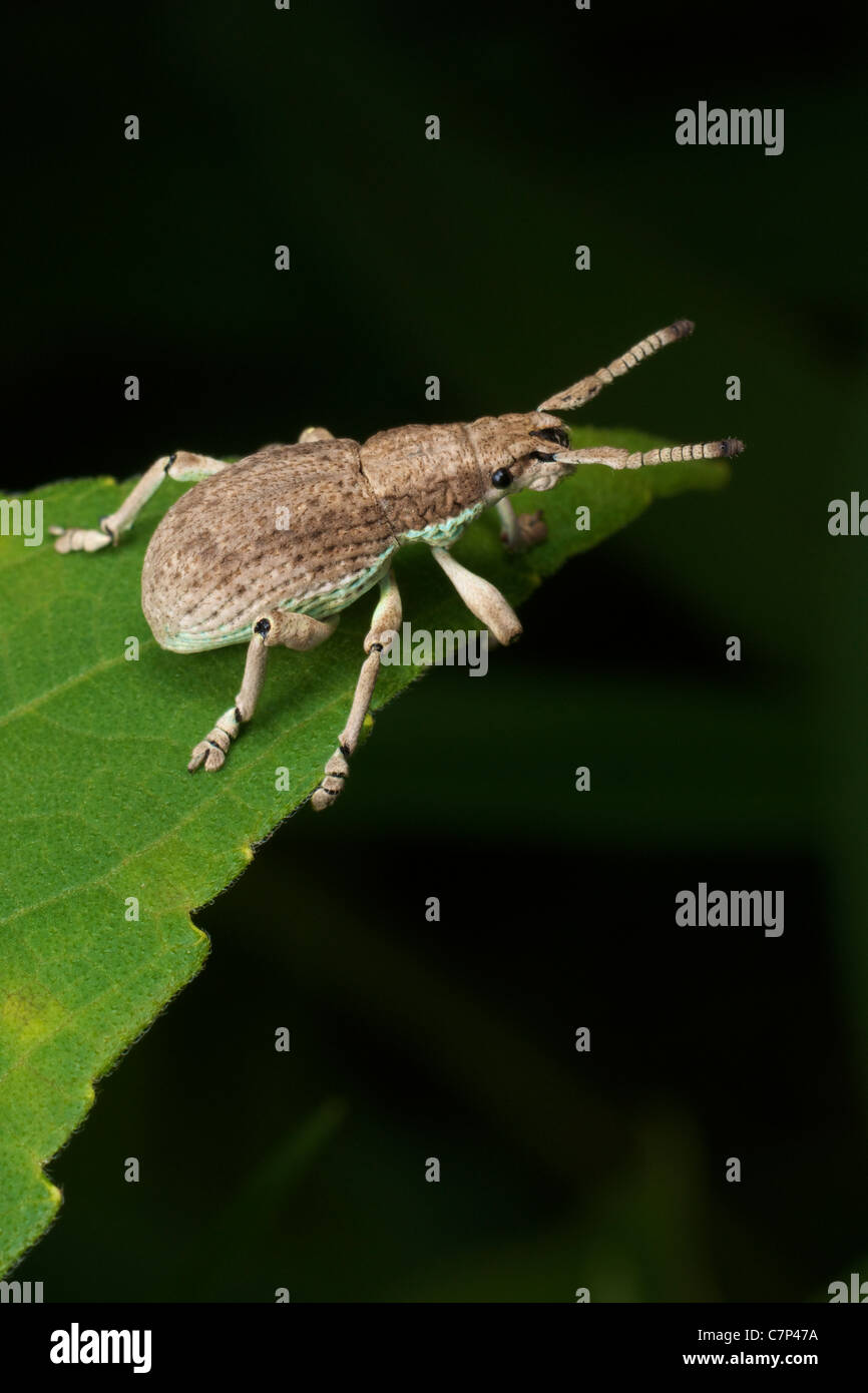 Hypomeces squamosus hi-res stock photography and images - Alamy