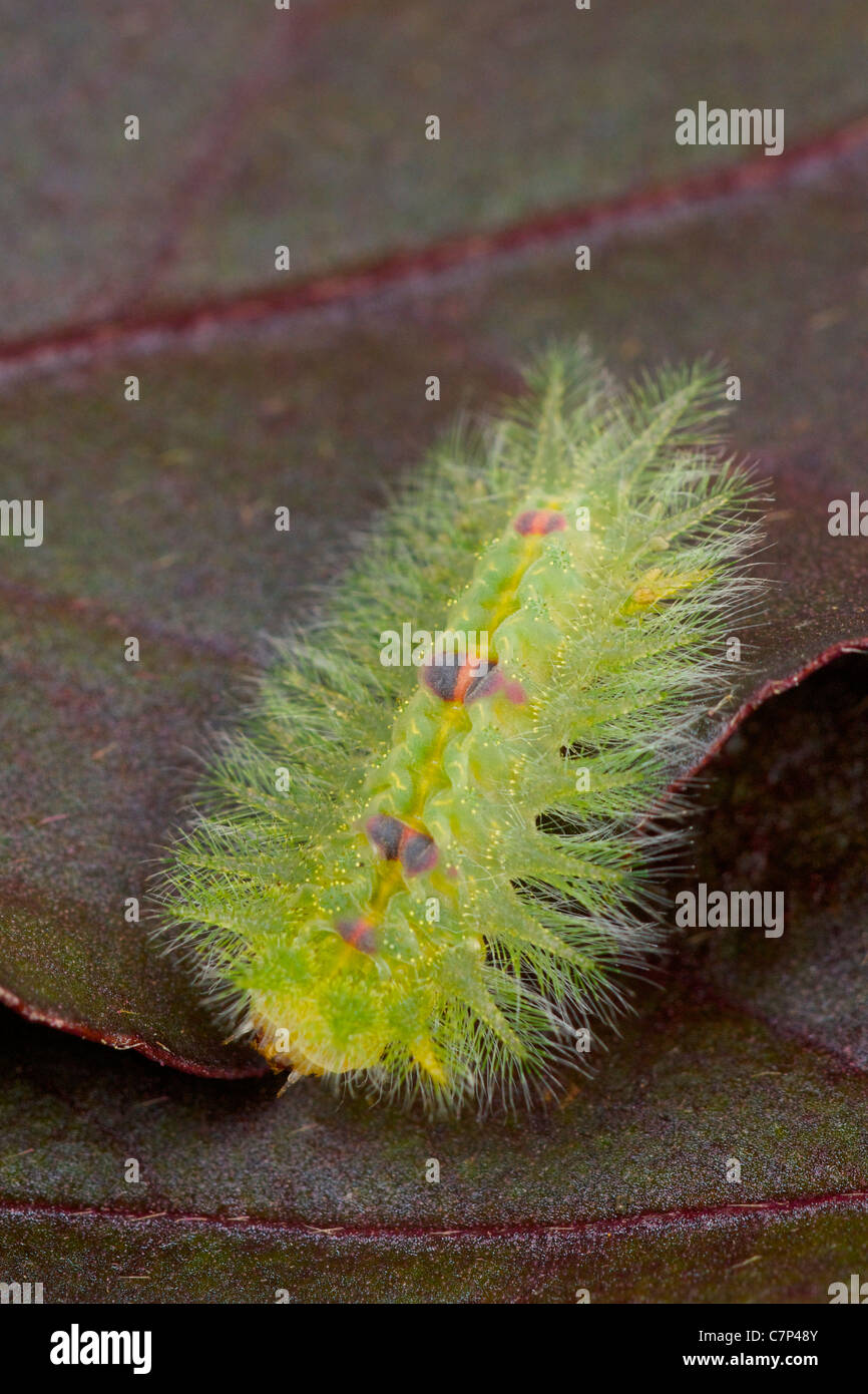 A Nettle Caterpillar of a Limacodidae sp. moth Stock Photo - Alamy