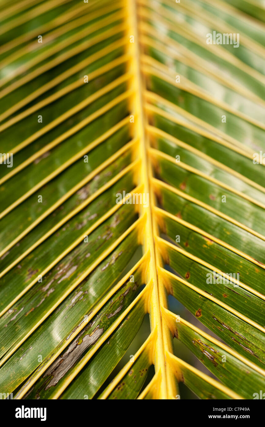 Detail of coconut tree hi-res stock photography and images - Alamy