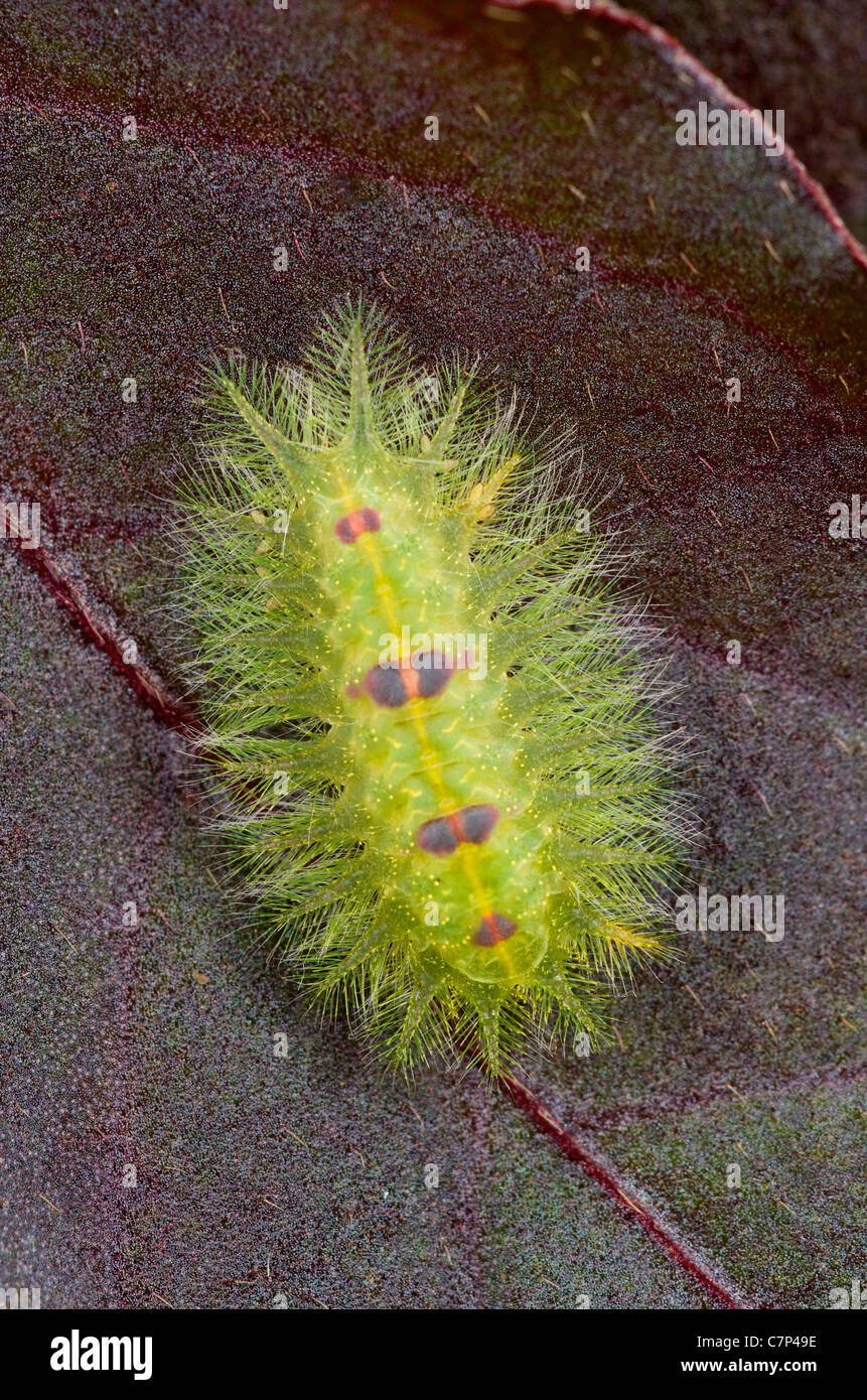 A Nettle Caterpillar of a Limacodidae sp. moth Stock Photo - Alamy