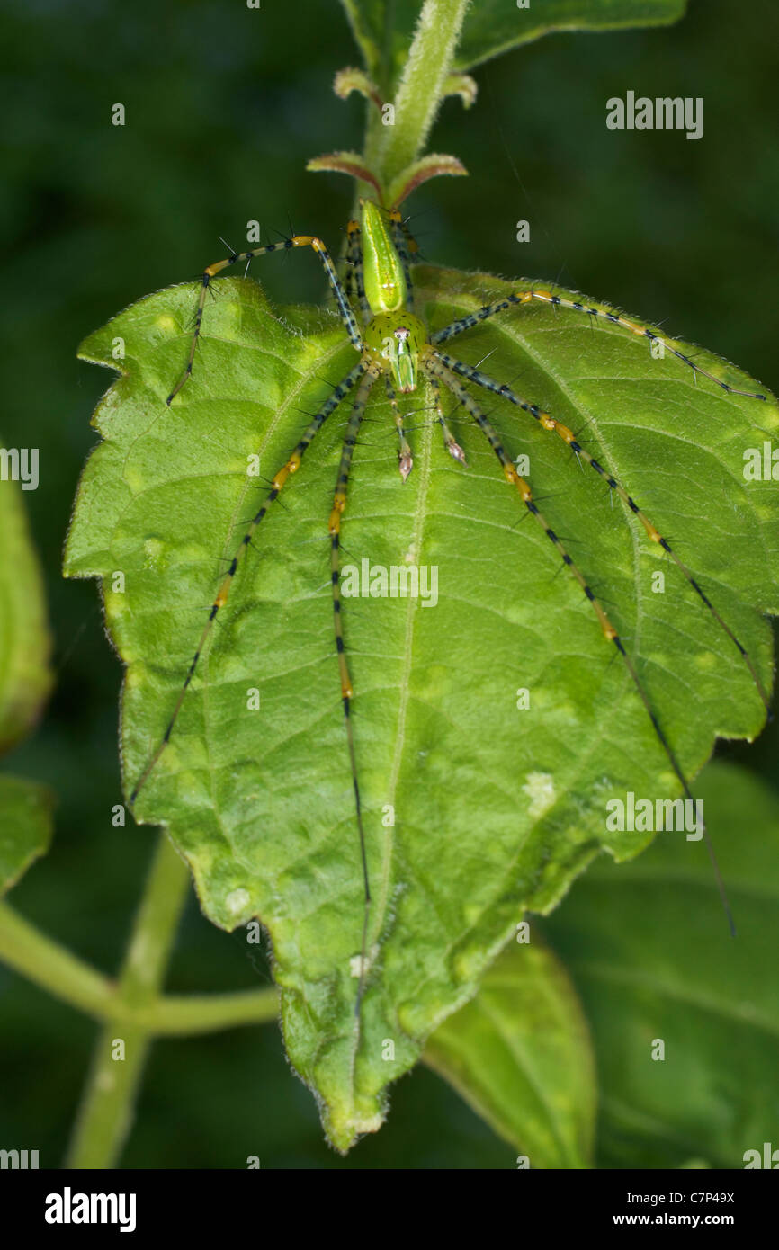 Oxyopes sp. spider of the Oxyopidae family in Huai Kha Kaeng Wildlife ...