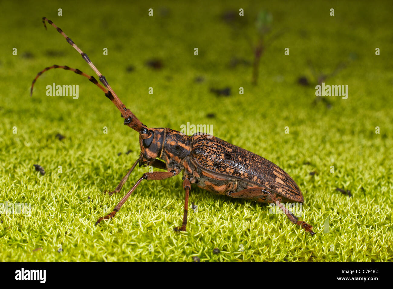 Longhorn long horn beetle hi-res stock photography and images - Alamy
