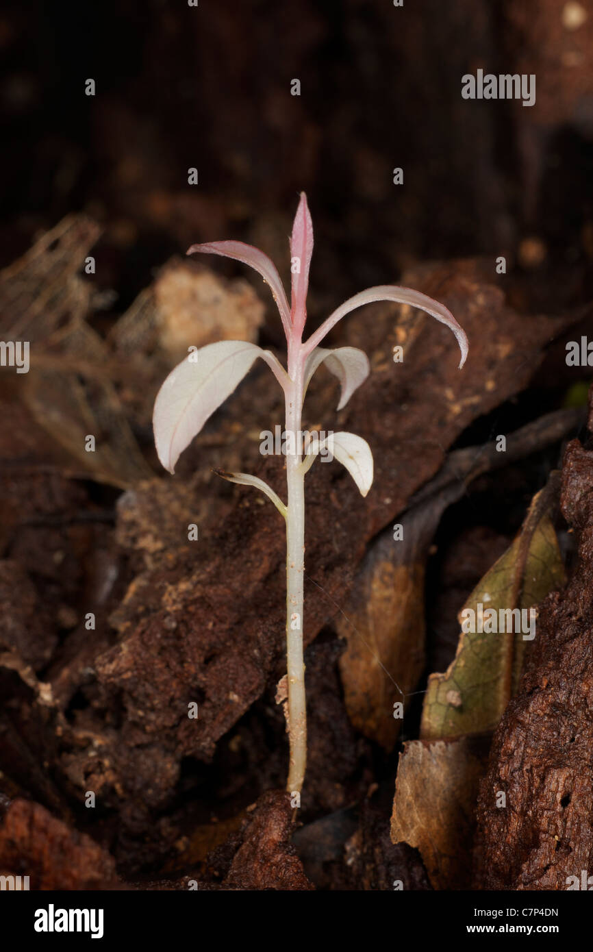 Seedling emerging from forest floor hi-res stock photography and images ...