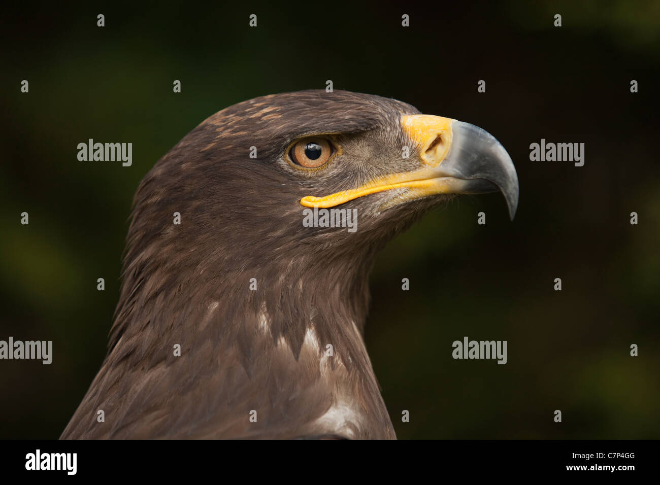 Hawk eye hi-res stock photography and images - Alamy