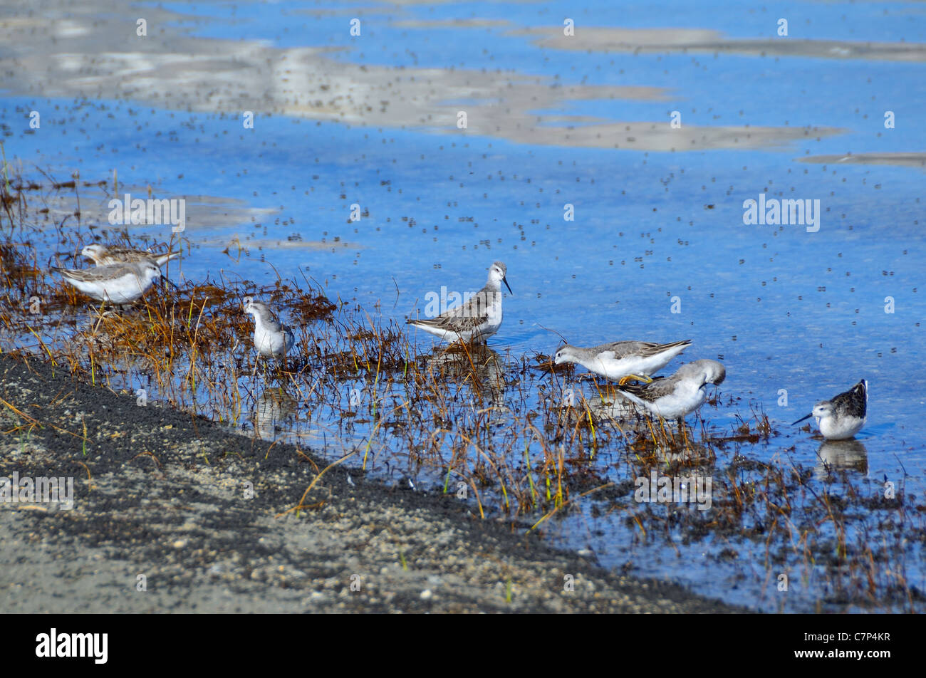 Wilson's Phalaropes feed on alkali flies and brine shrimp along the ...