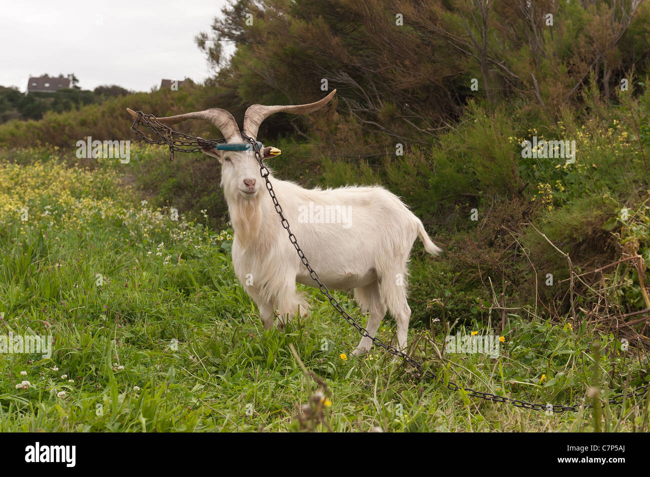 Chained white billy goat in rural France Stock Photo - Alamy