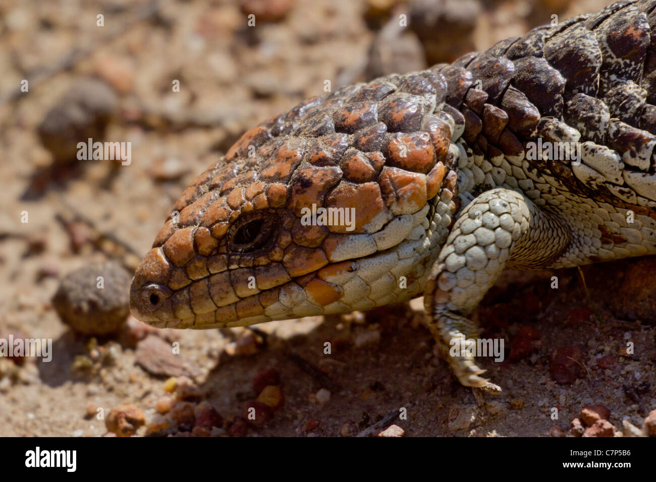 Side-on head detail of a Shingleback Skink Stock Photo - Alamy