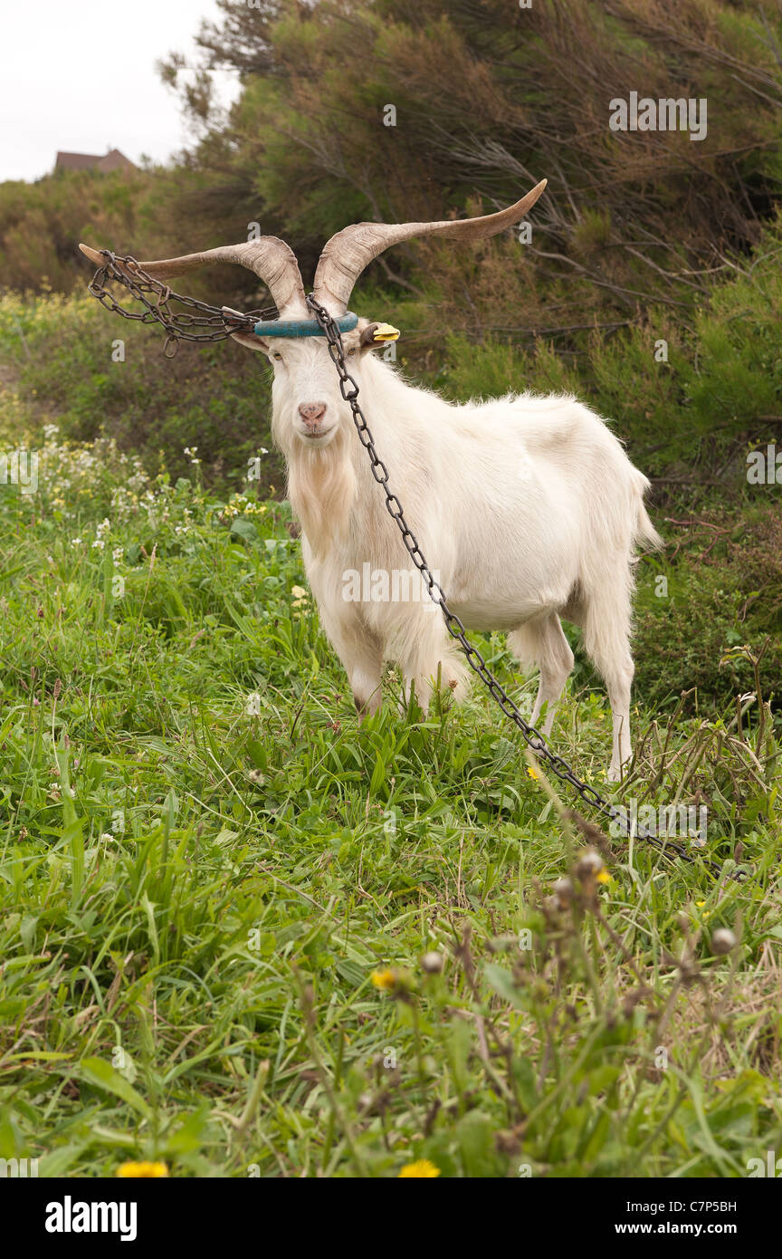 Chained white billy goat in rural France Stock Photo - Alamy