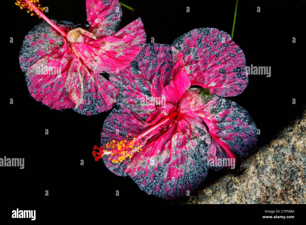 Hindu custom Kerala India, Hibiscus patterns pink fluted flower ...