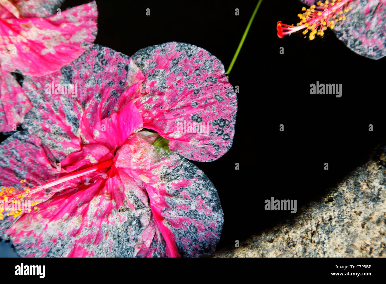 Hibiscus patterns pink fluted flower left floating overnight on water ...