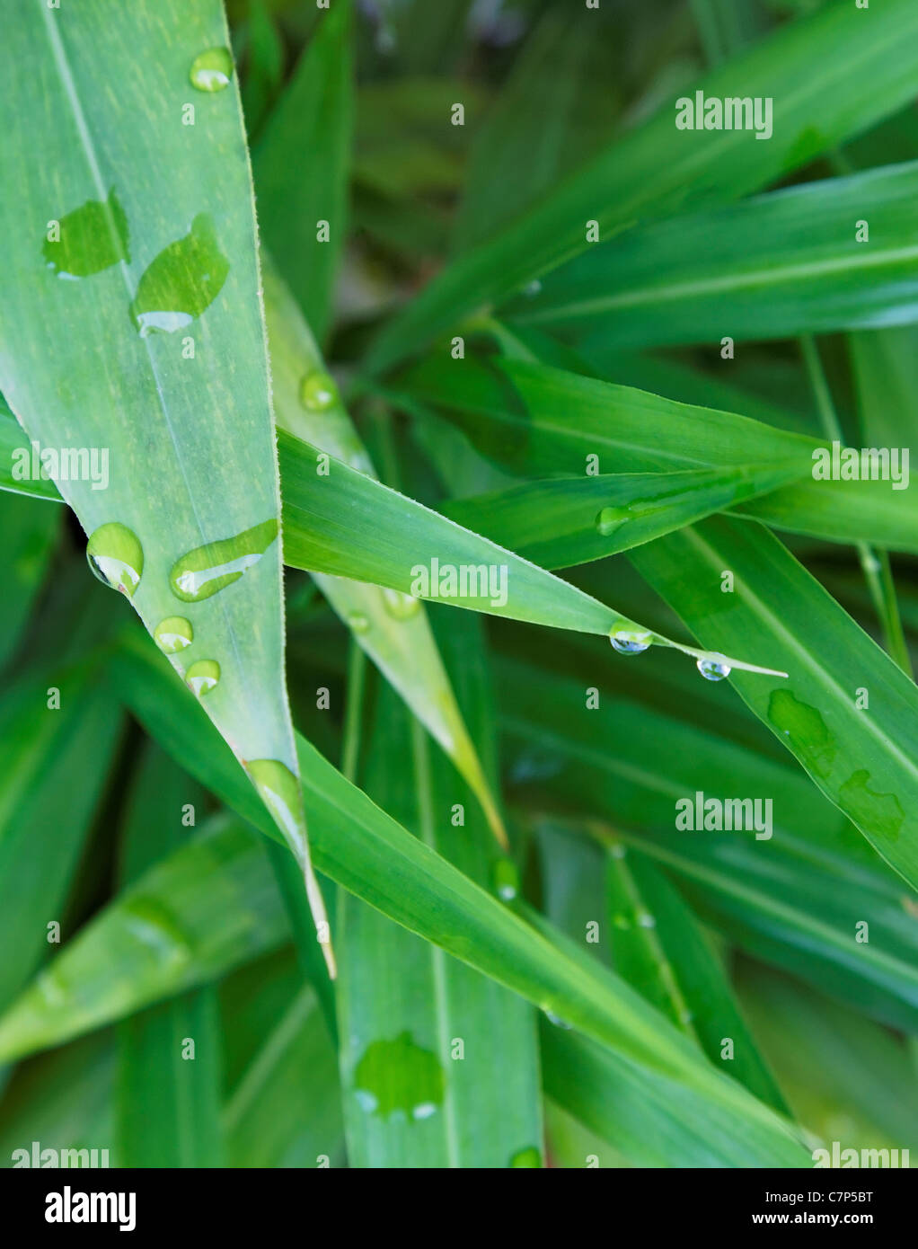 portrait or landscape vertical or horizontal background texture of lush ...