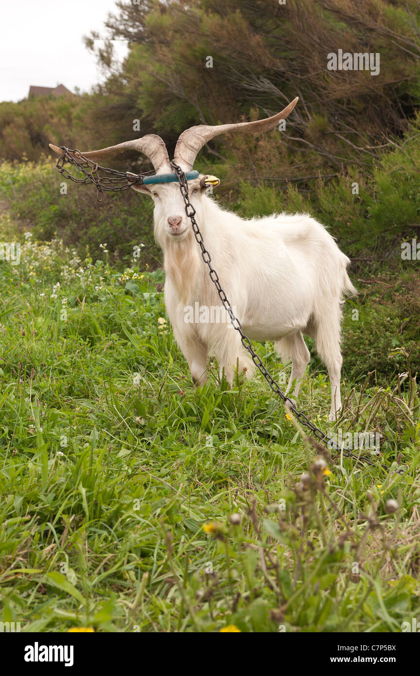 Chained white billy goat in rural France Stock Photo - Alamy