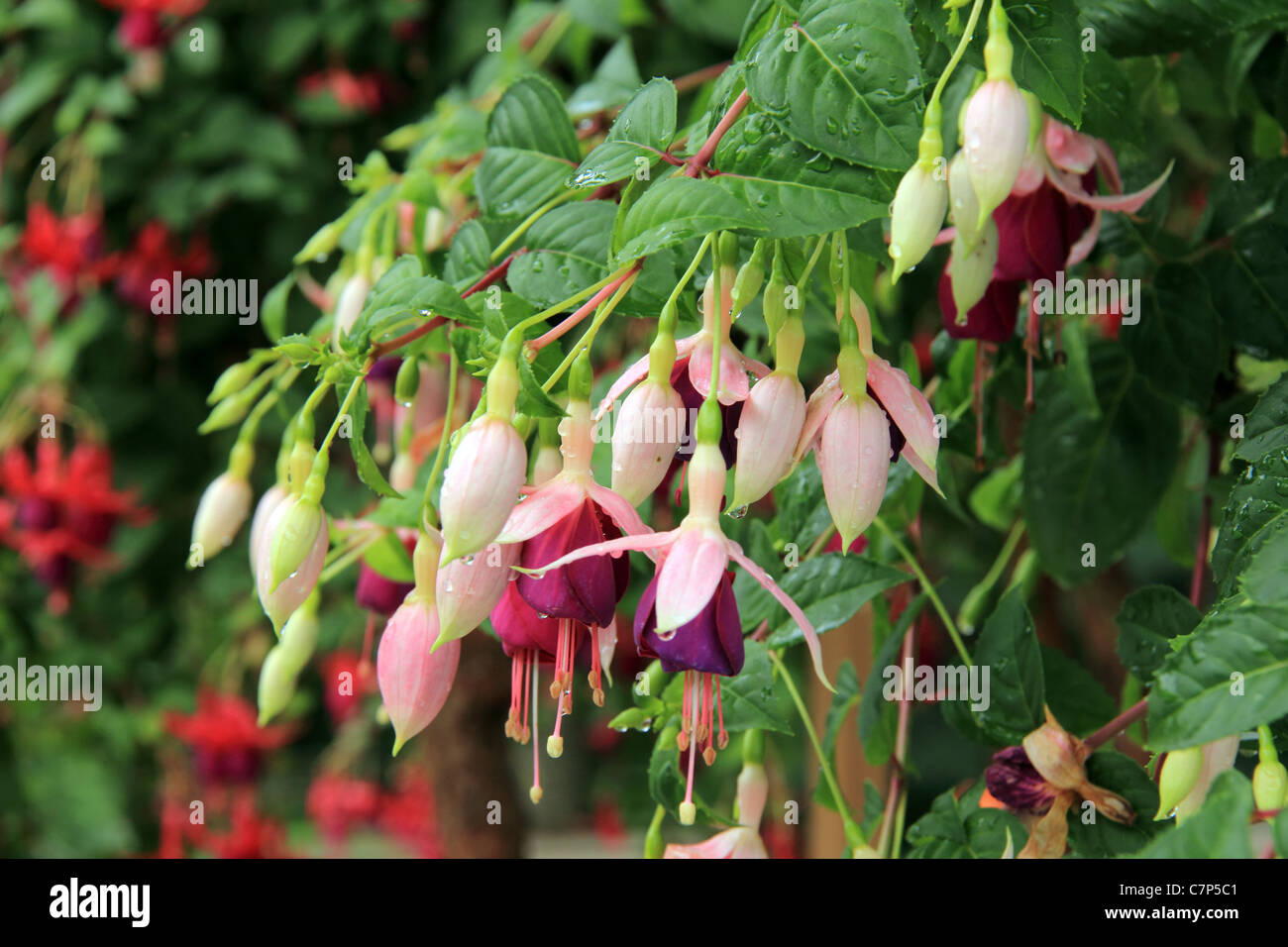 Pink fuchsi hi-res stock photography and images - Alamy