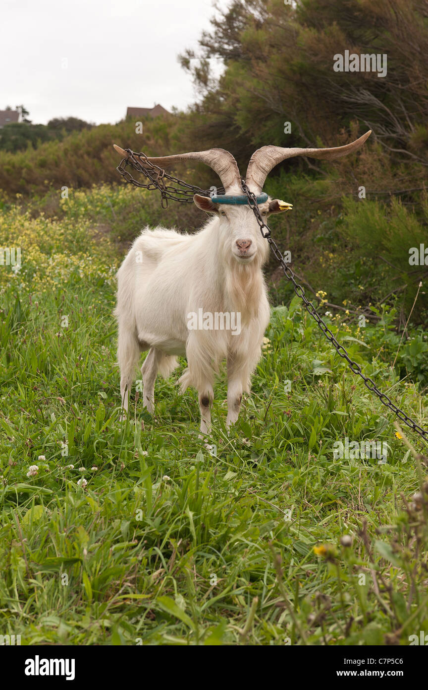 Chained goat hi-res stock photography and images - Alamy