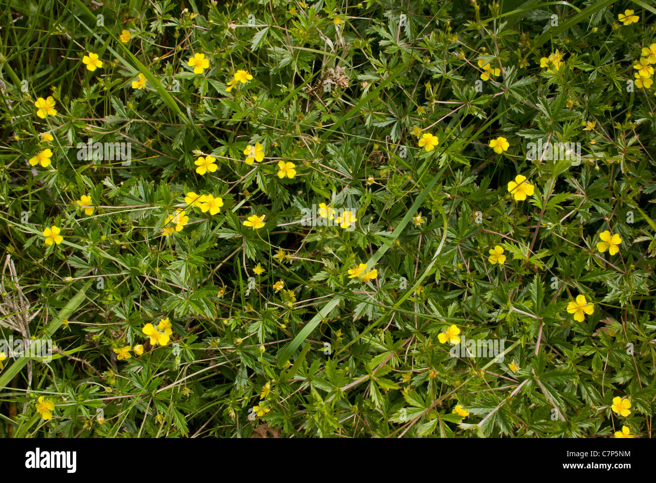 Tormentil hi-res stock photography and images - Alamy