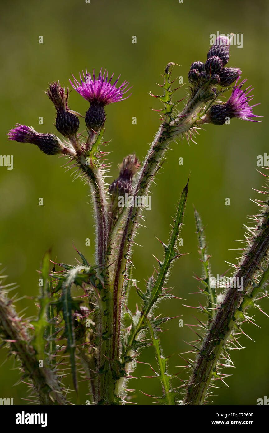 Marsh thistle cirsium palustre hi-res stock photography and images - Alamy