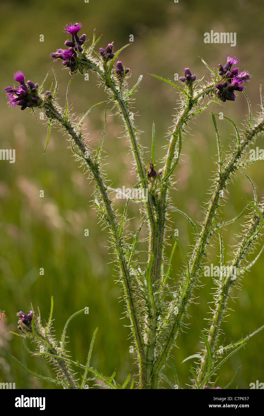 Marsh Thistle Cirsium palustre, Northumberland Stock Photo - Alamy