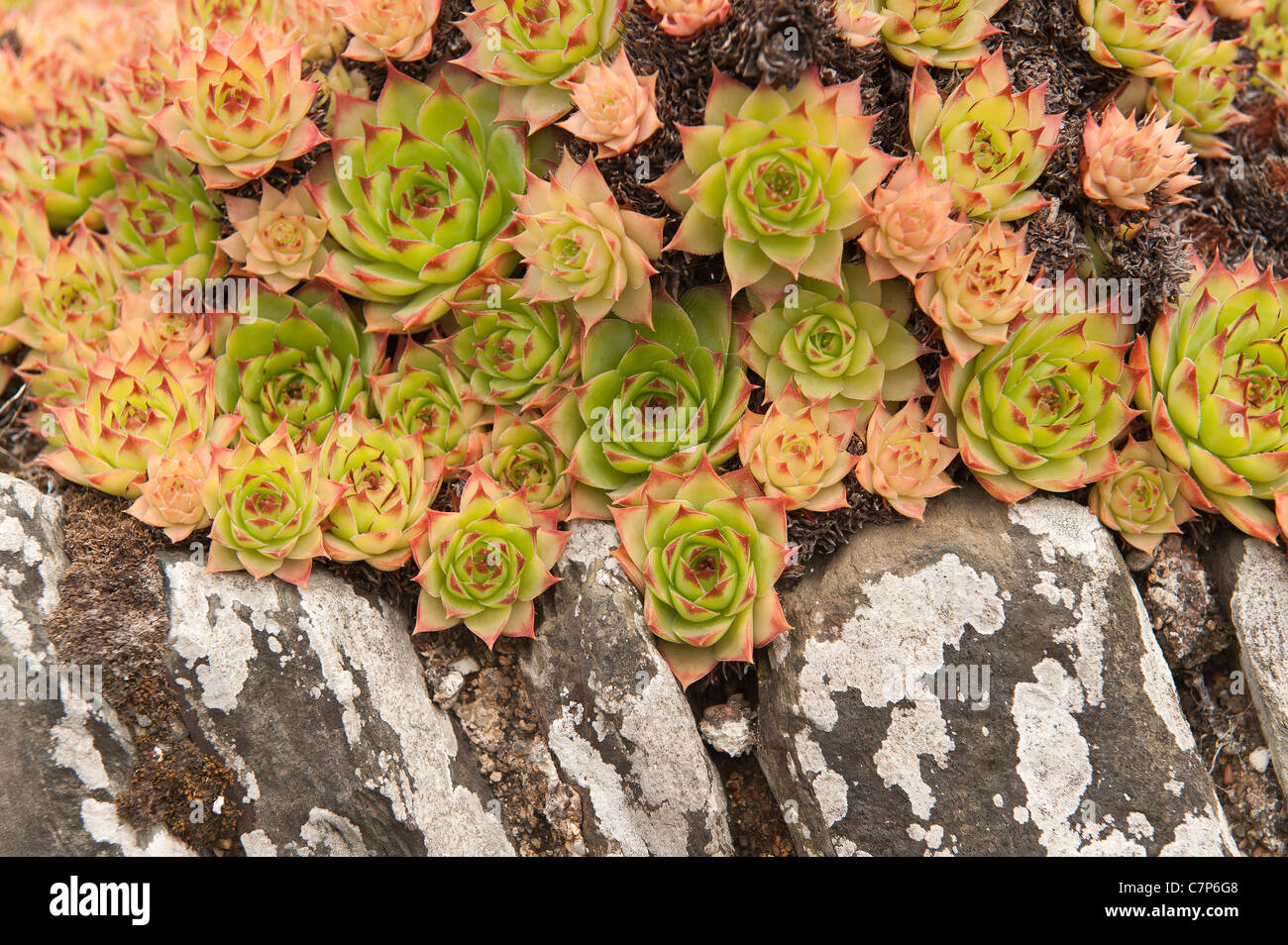 Stone rose above lichen clad schist stone Stock Photo - Alamy