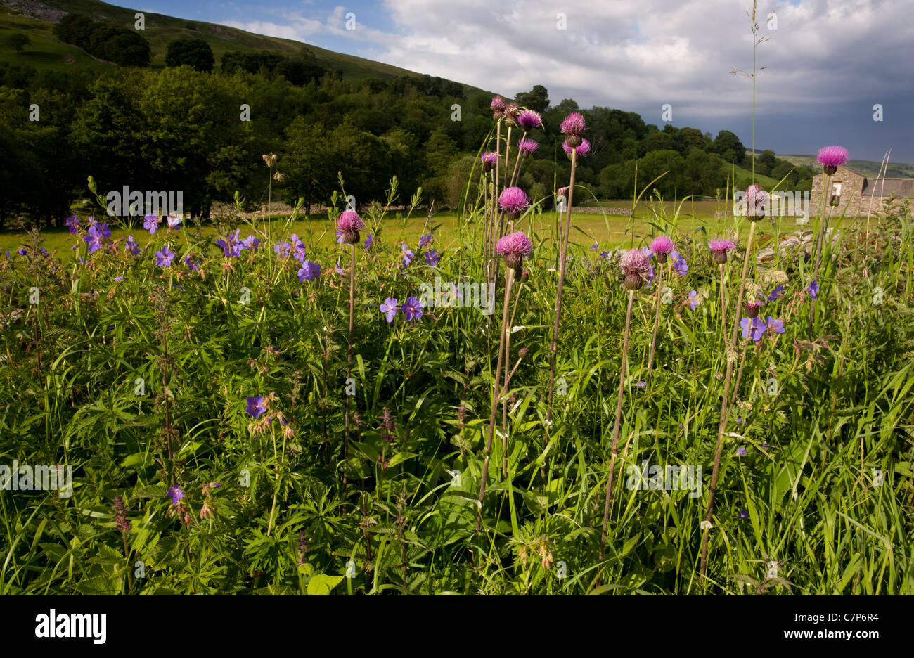 Roadside Thistle Stock Photos & Roadside Thistle Stock Images - Alamy