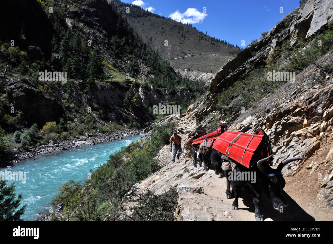 A trader carrying Zinc Metal Roofing from Tibet with his Yak Transport ...