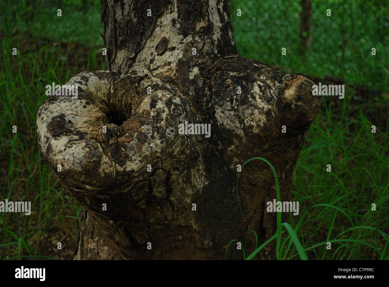 Aerial roots big tree hi-res stock photography and images - Alamy