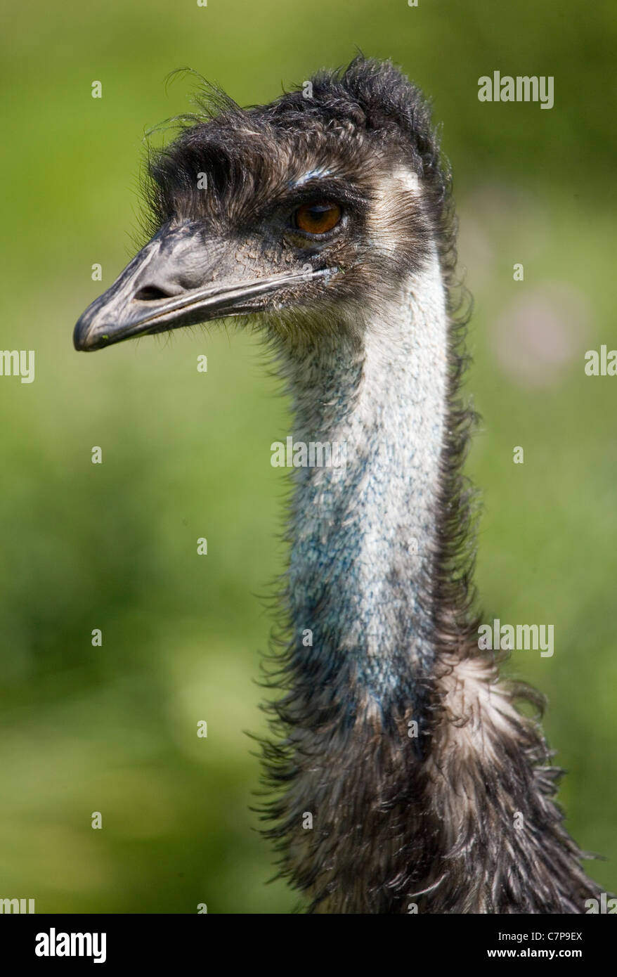 Adult Emu High Resolution Stock Photography and Images - Alamy