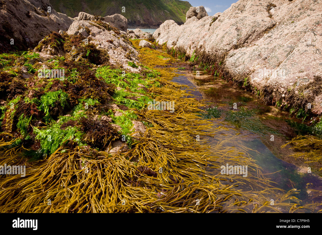 Shipload Bay, Hartland Point (National Trust), north Devon coast Stock ...