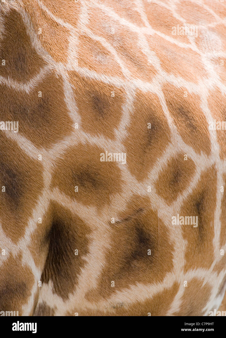 Giraffe Fur Pattern High Resolution Stock Photography and Images - Alamy