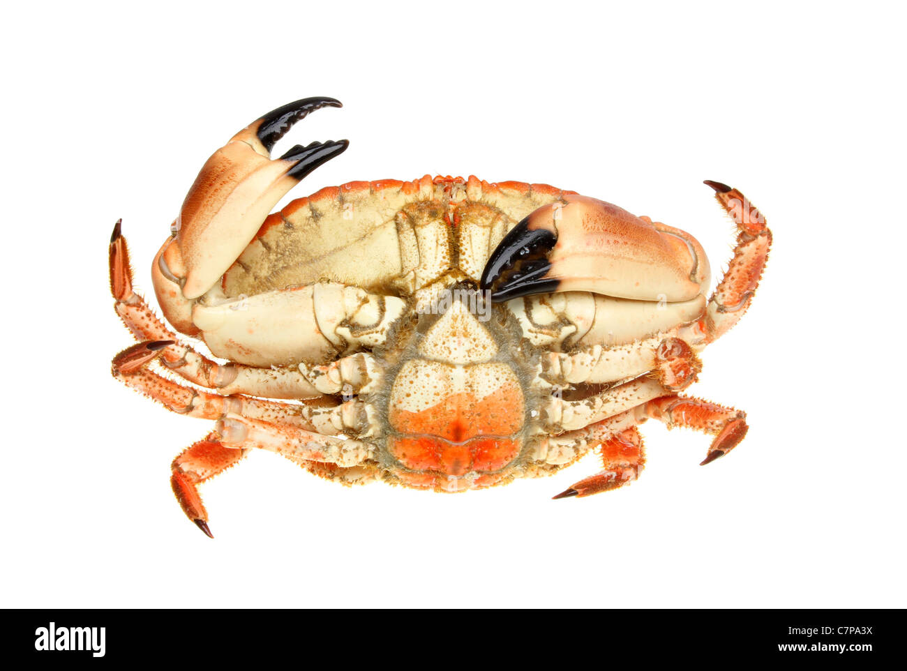 The underside of a cooked brown crab isolated against white Stock Photo ...