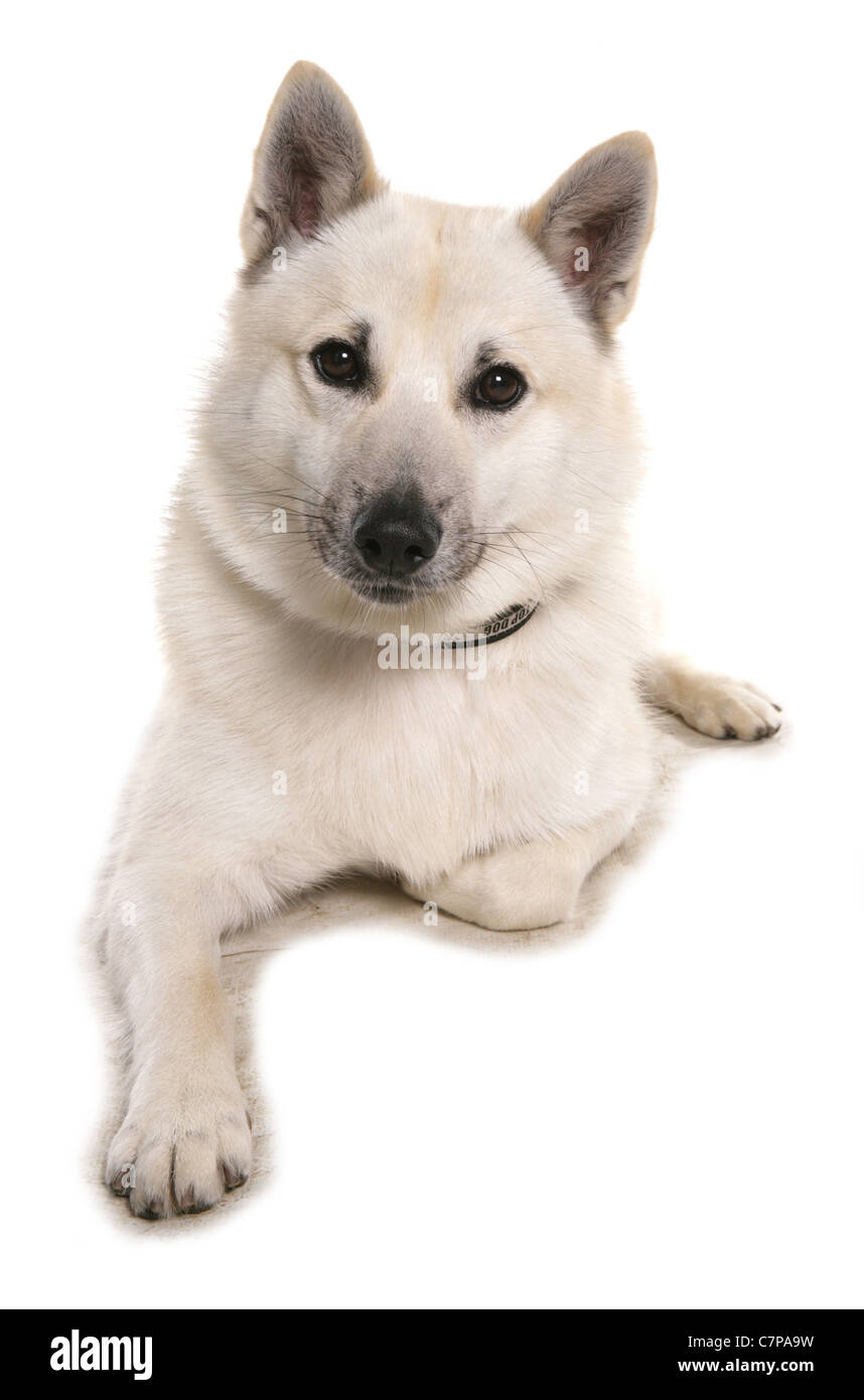 Norwegian Buhund Single adult male in a studio UK Stock Photo - Alamy