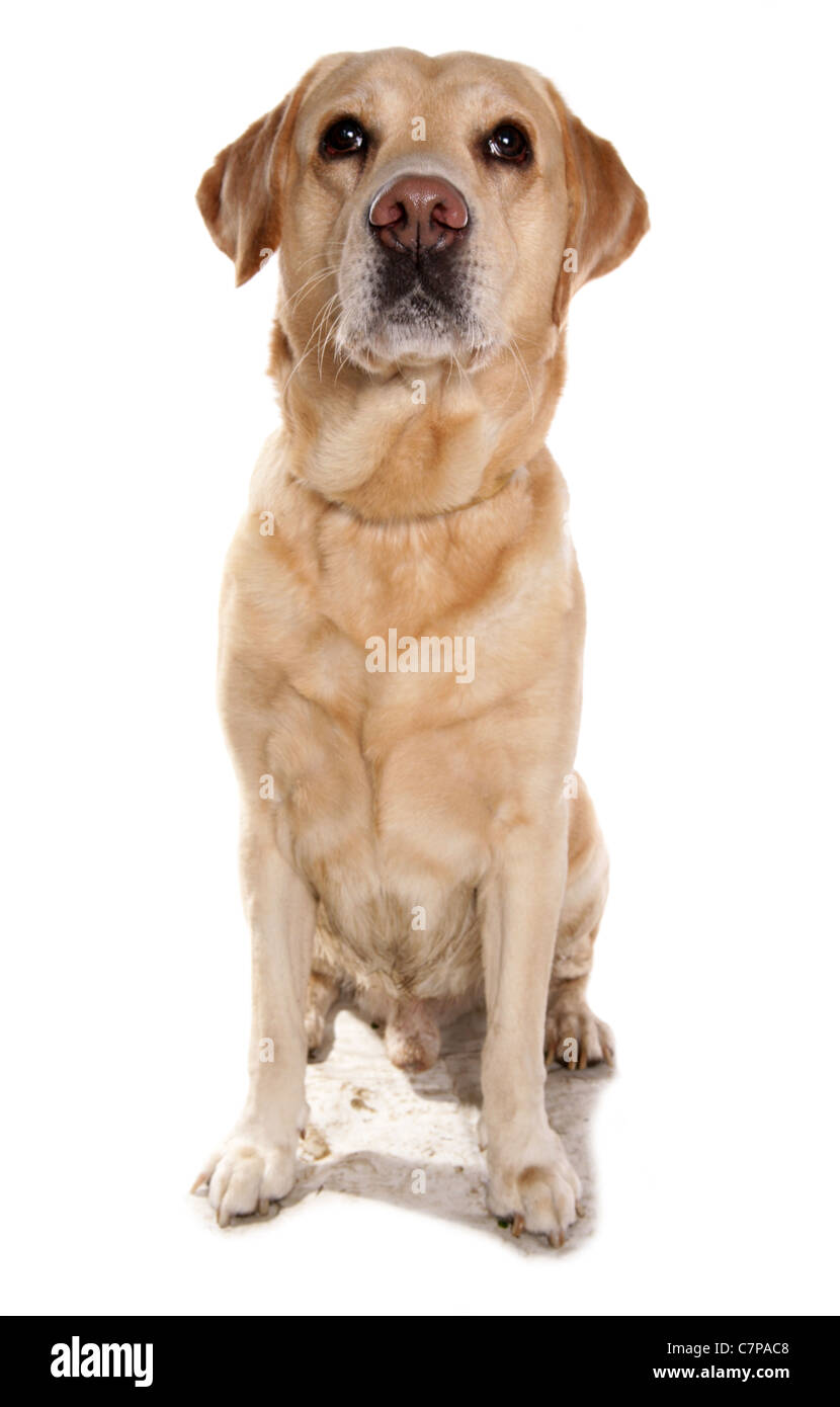 Male labrador retriever hi-res stock photography and images - Alamy