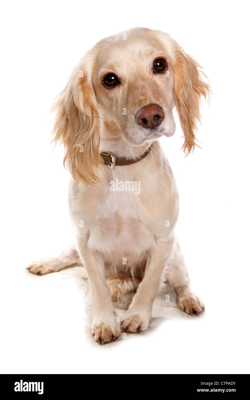Portrait of a spaniel dog studio portrait hi-res stock photography and ...