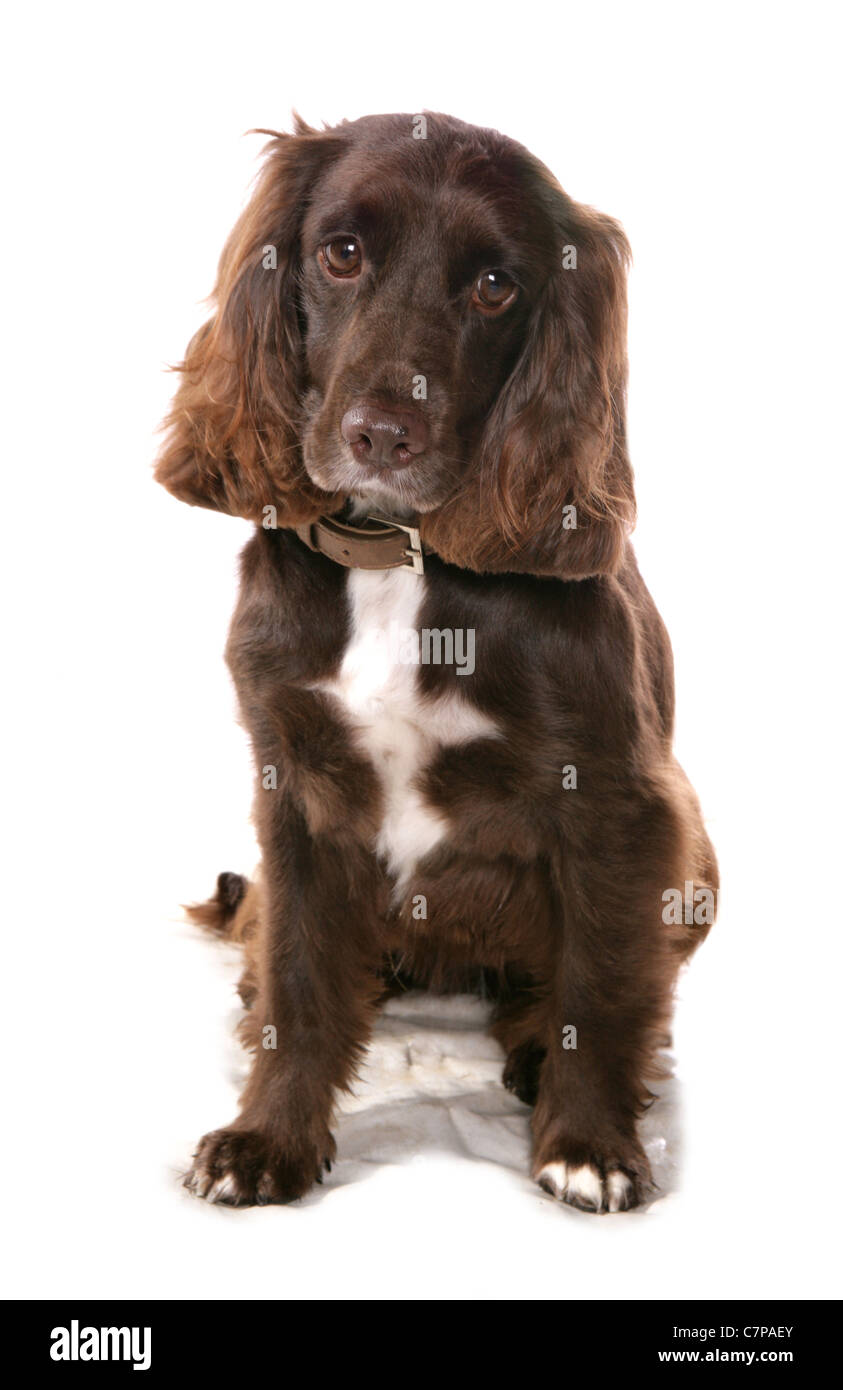 Working spaniel Single adult sitting in a studio UK Stock Photo - Alamy