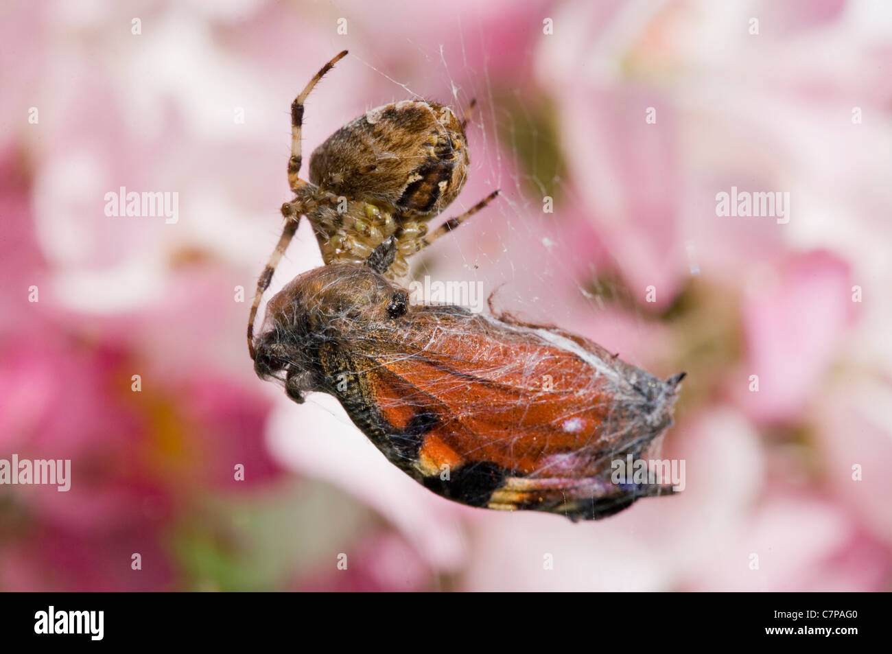 Garden Spider Araneus diadematus Single spider feeding on a trapped ...