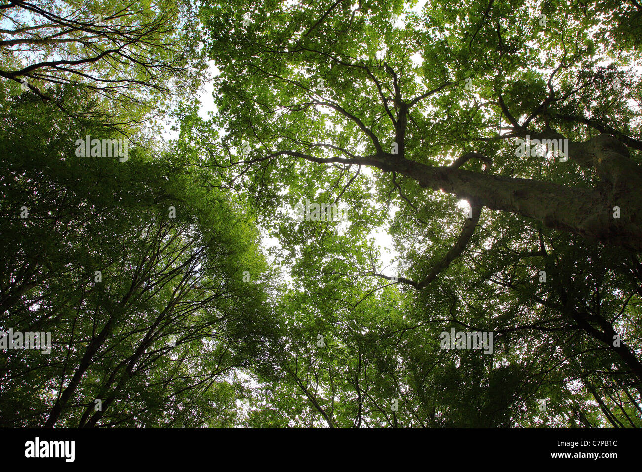 Forest, trees, canopy, deciduous trees Stock Photo - Alamy