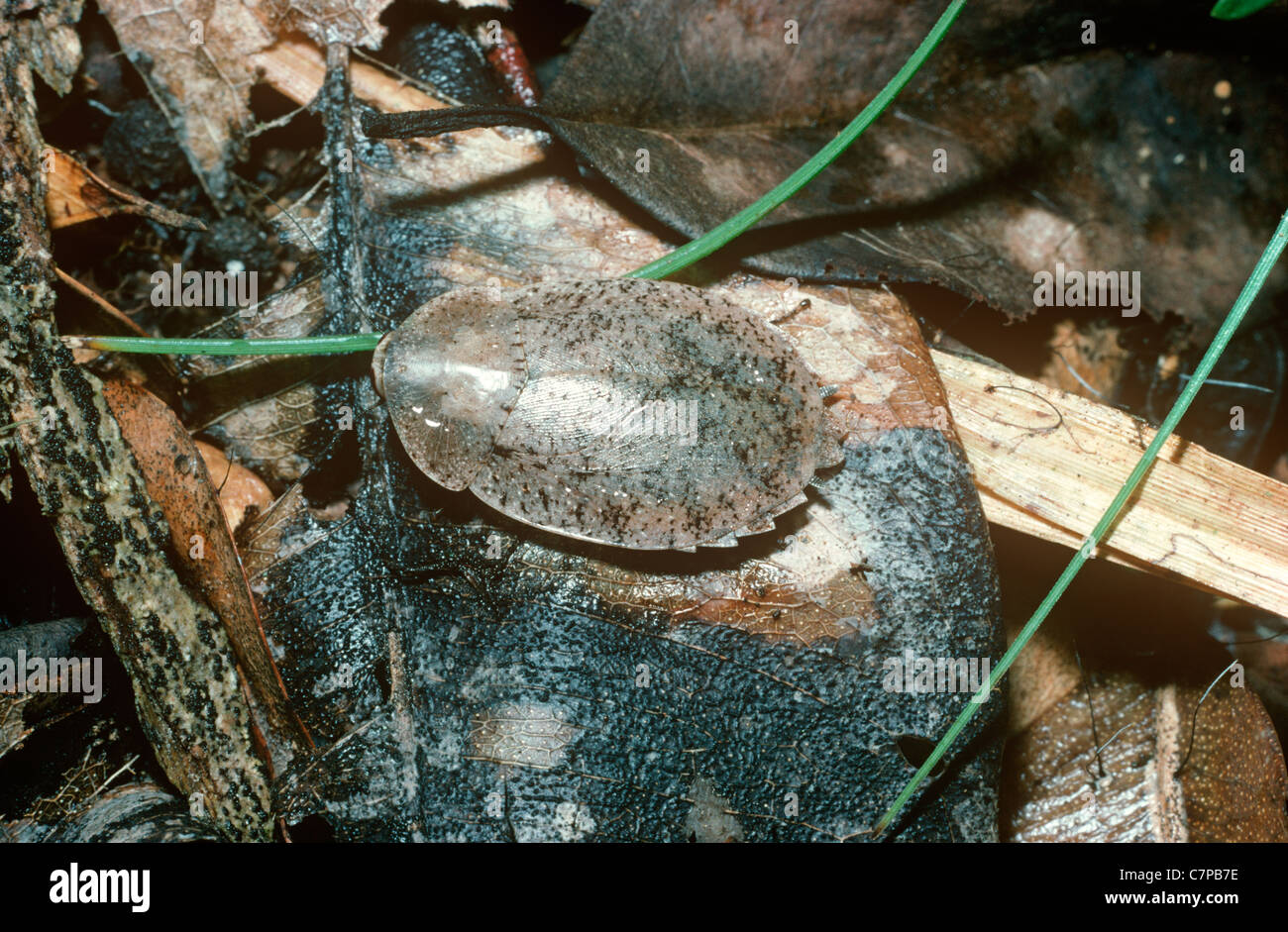 Cockroach blattodea sp on leaf hi-res stock photography and images - Alamy