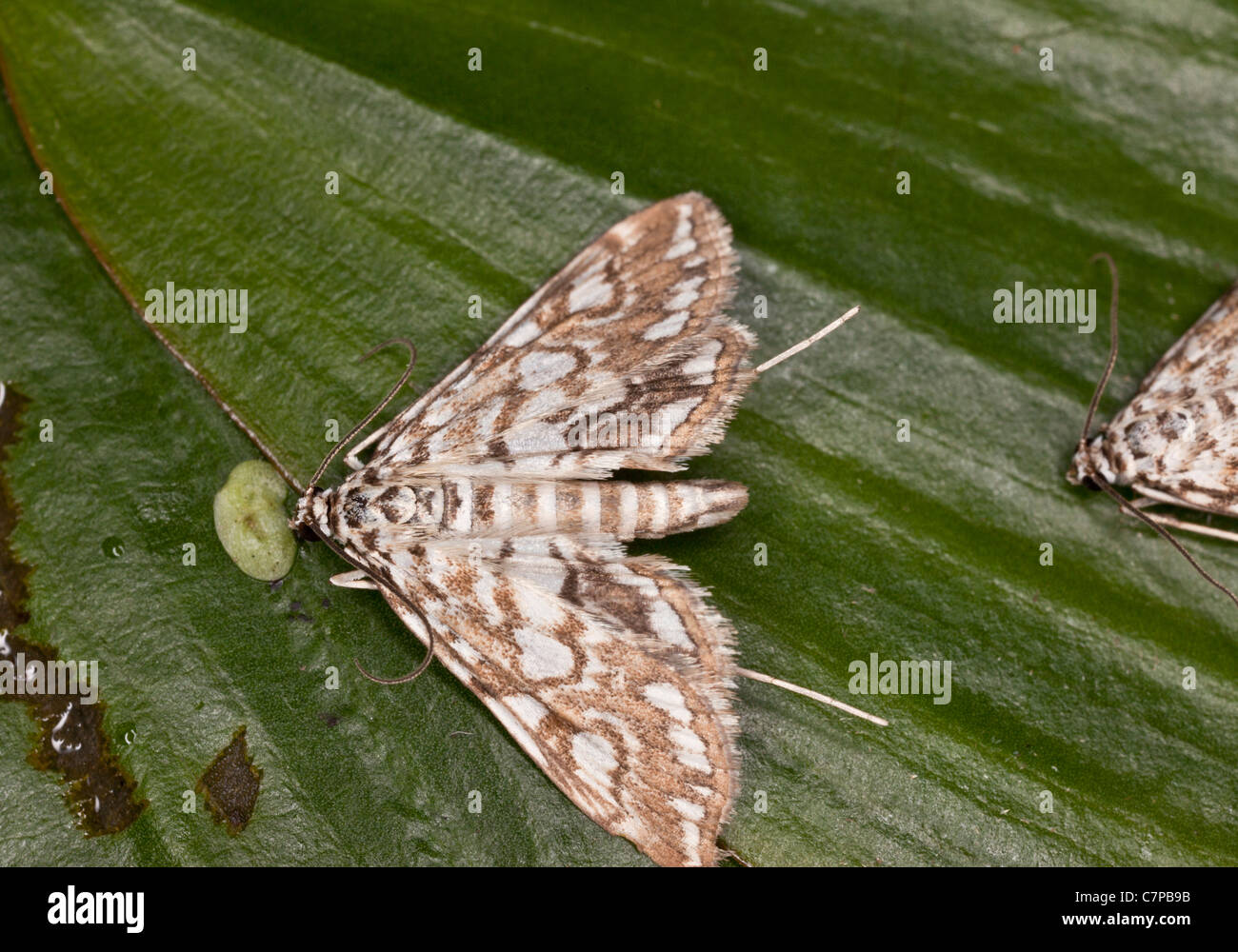 Aquatic larvae hi-res stock photography and images - Alamy