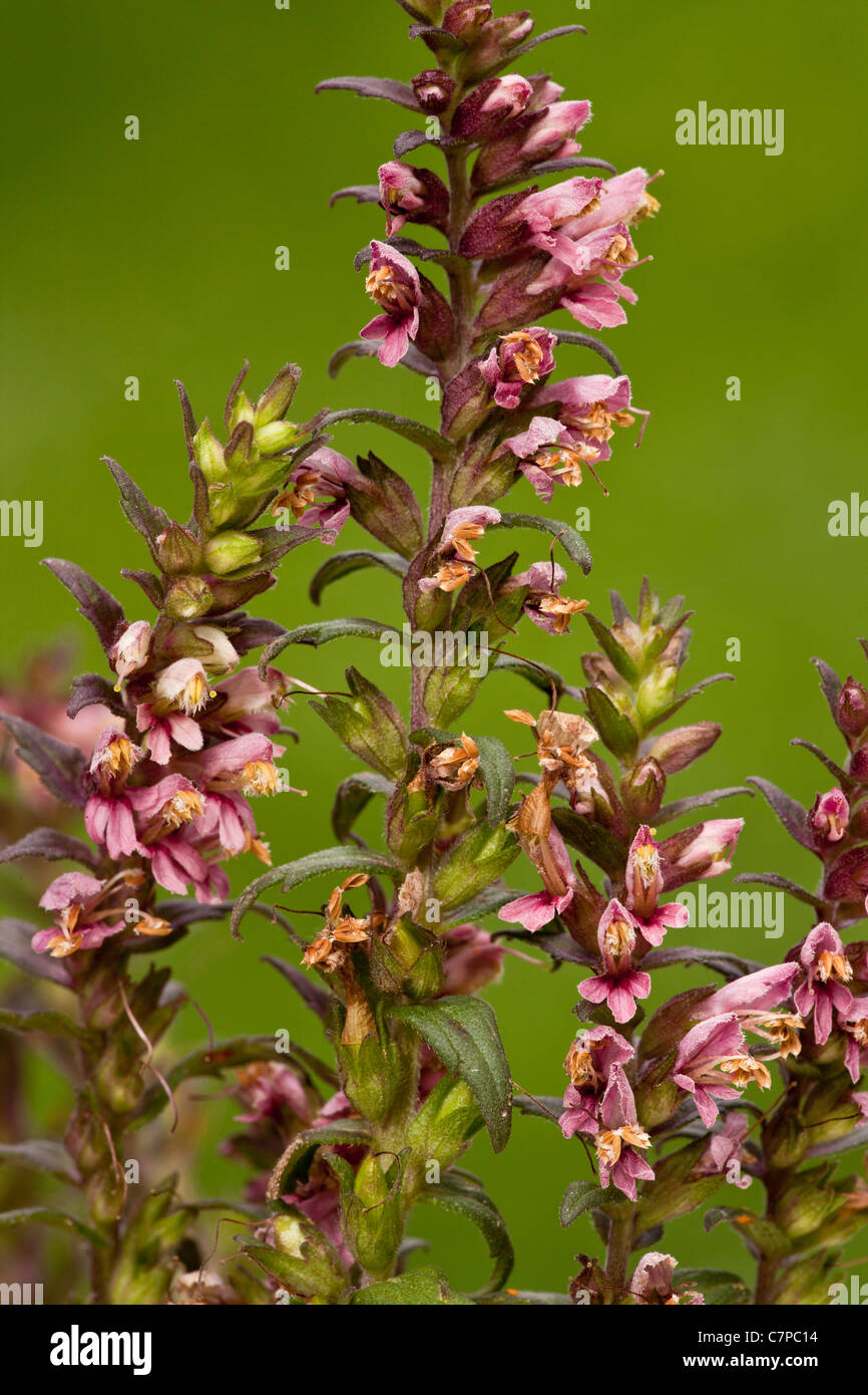 Red Bartsia, Odontites verna in flower, late summer, damp grassland ...