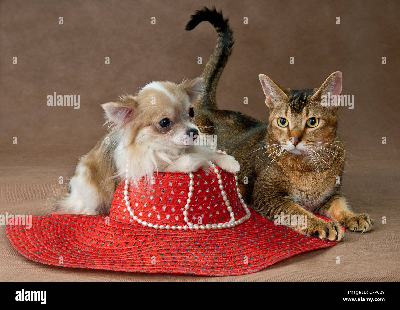 Cat in studio Stock Photo - Alamy