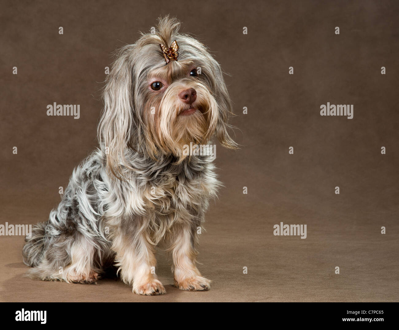 Bolonka hi-res stock photography and images - Alamy